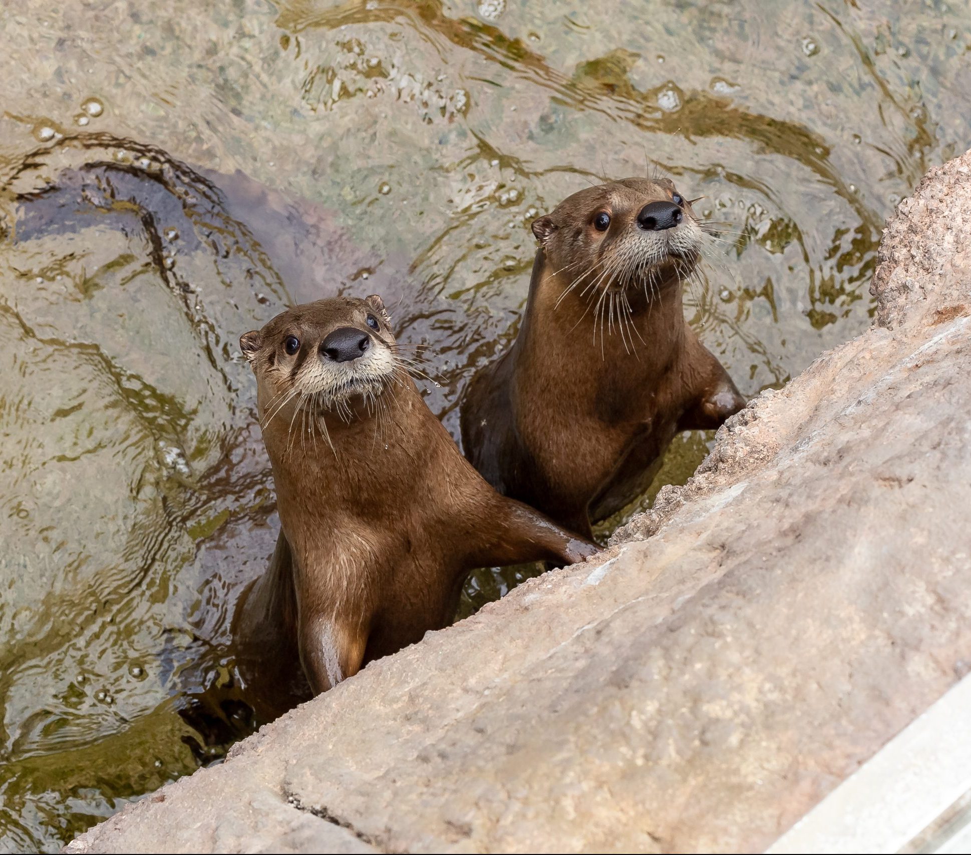 JPAGE-Commercial-TSA-AnimalsApr2022-6766 - Texas State Aquarium