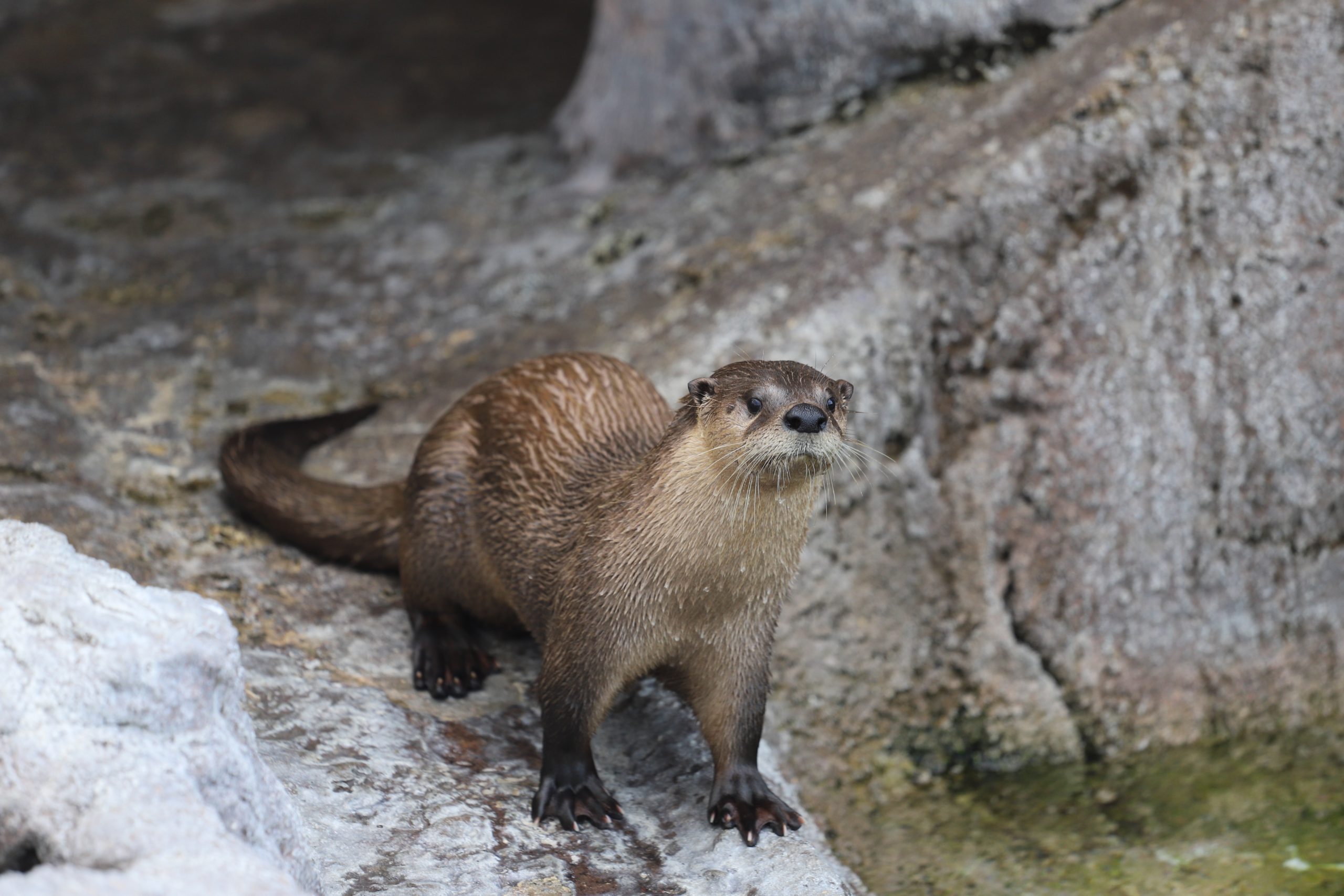fisher (5) - Texas State Aquarium