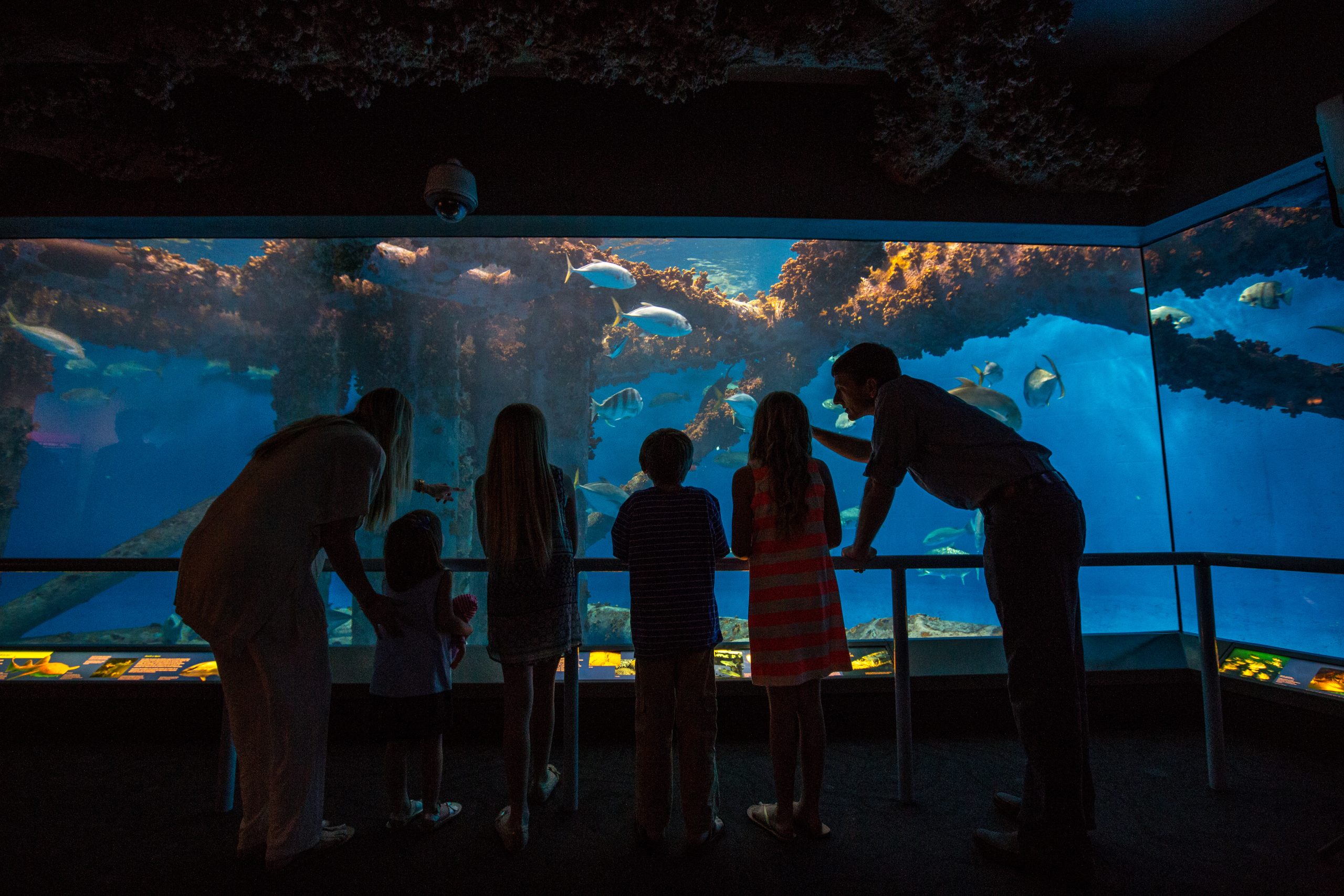 JPAGE-TSA-CVBPicks-37 - Texas State Aquarium