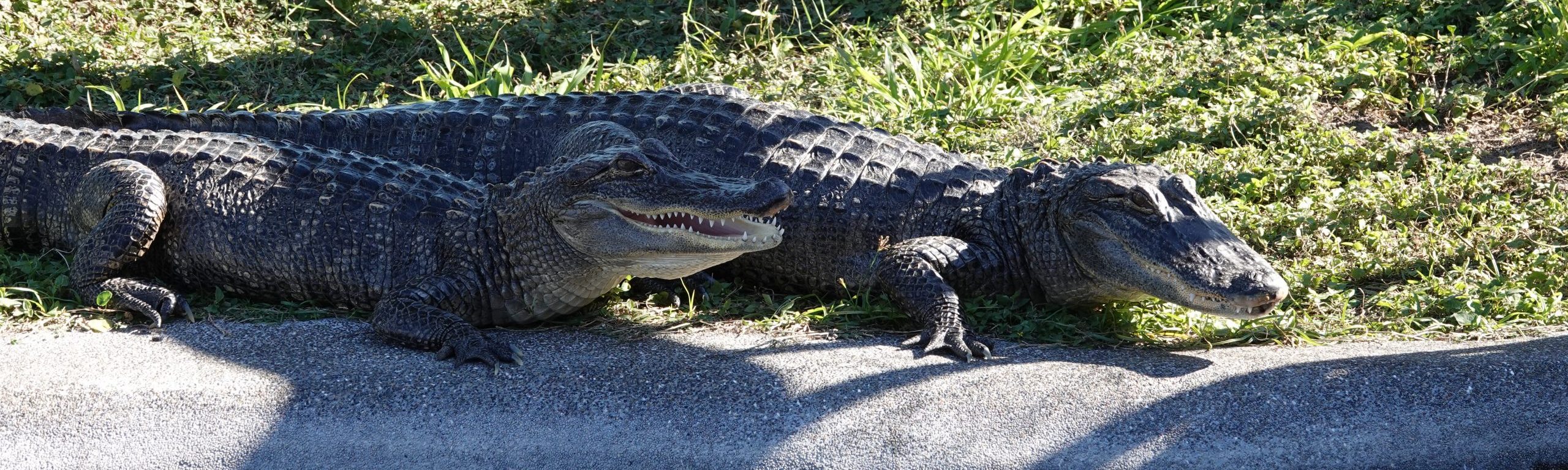 gators (1) - Texas State Aquarium