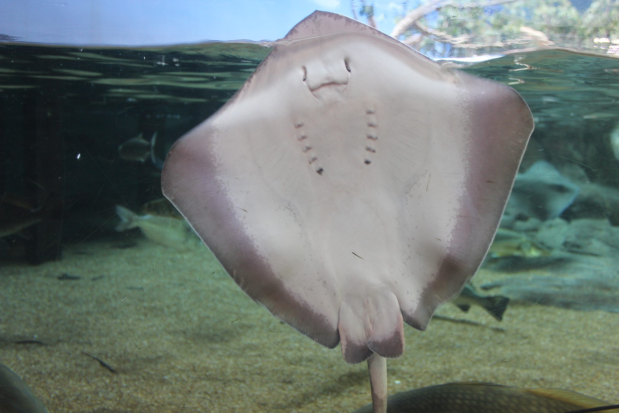 IMG_9852 - Texas State Aquarium