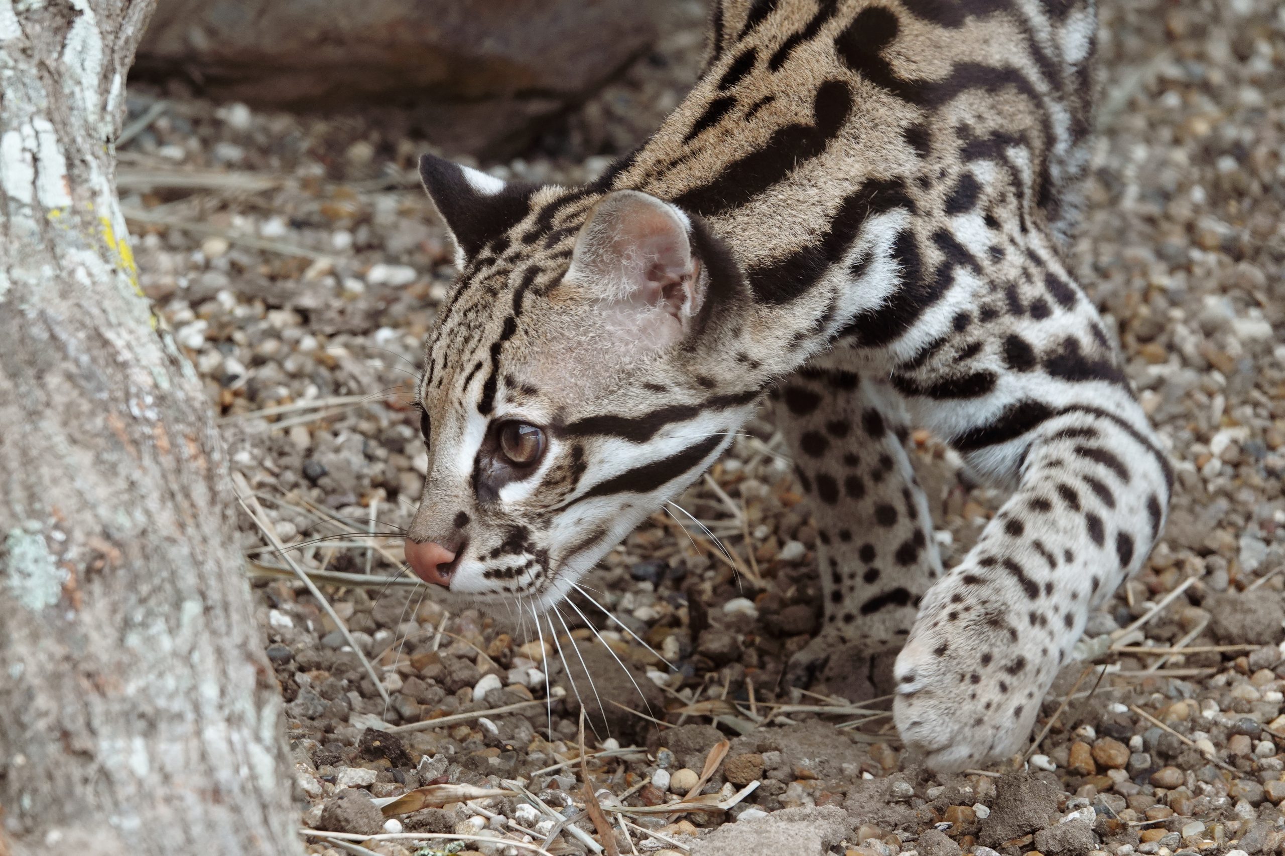Ocelots at Eagle Pass -5 - Texas State Aquarium