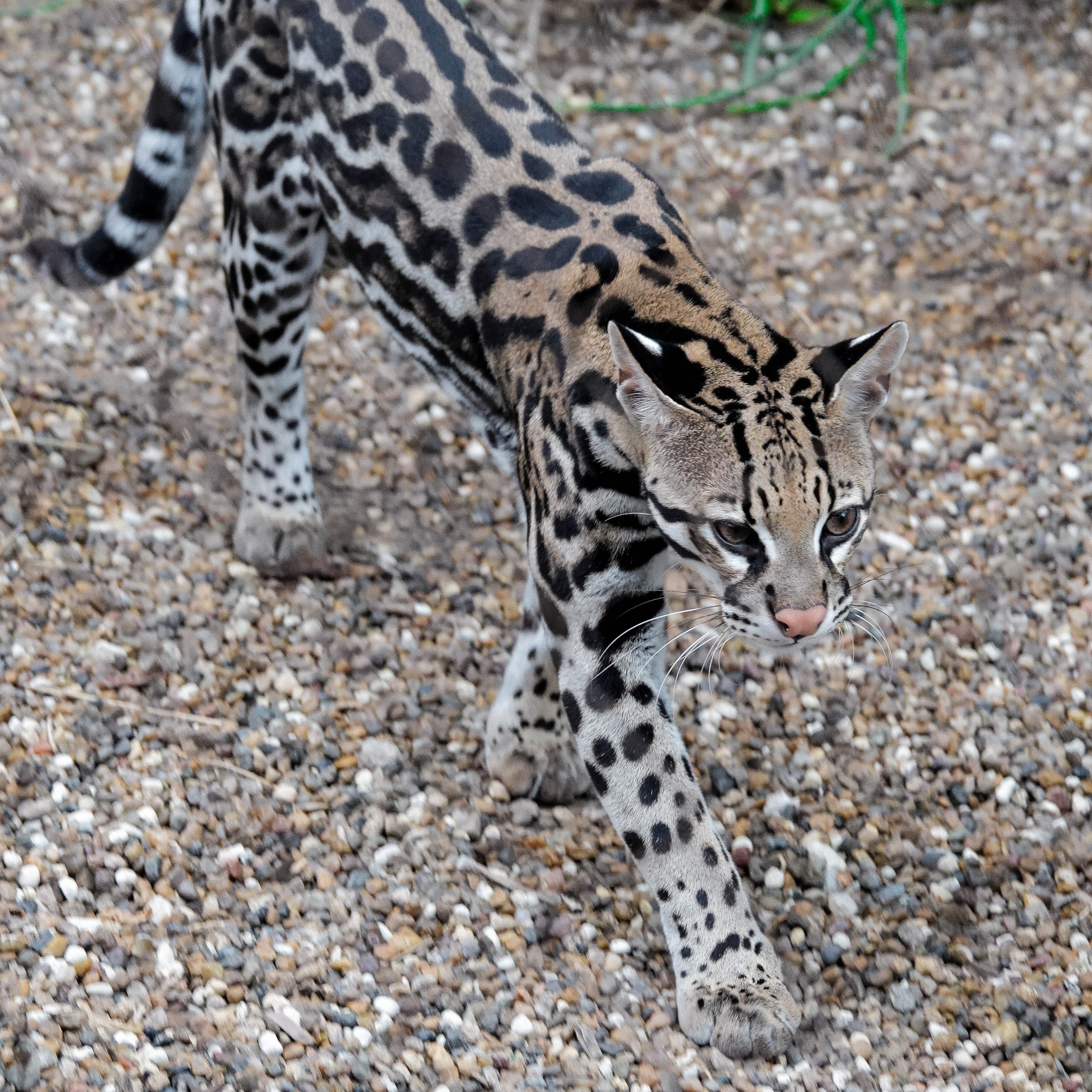 ocelots SQUARE - Texas State Aquarium