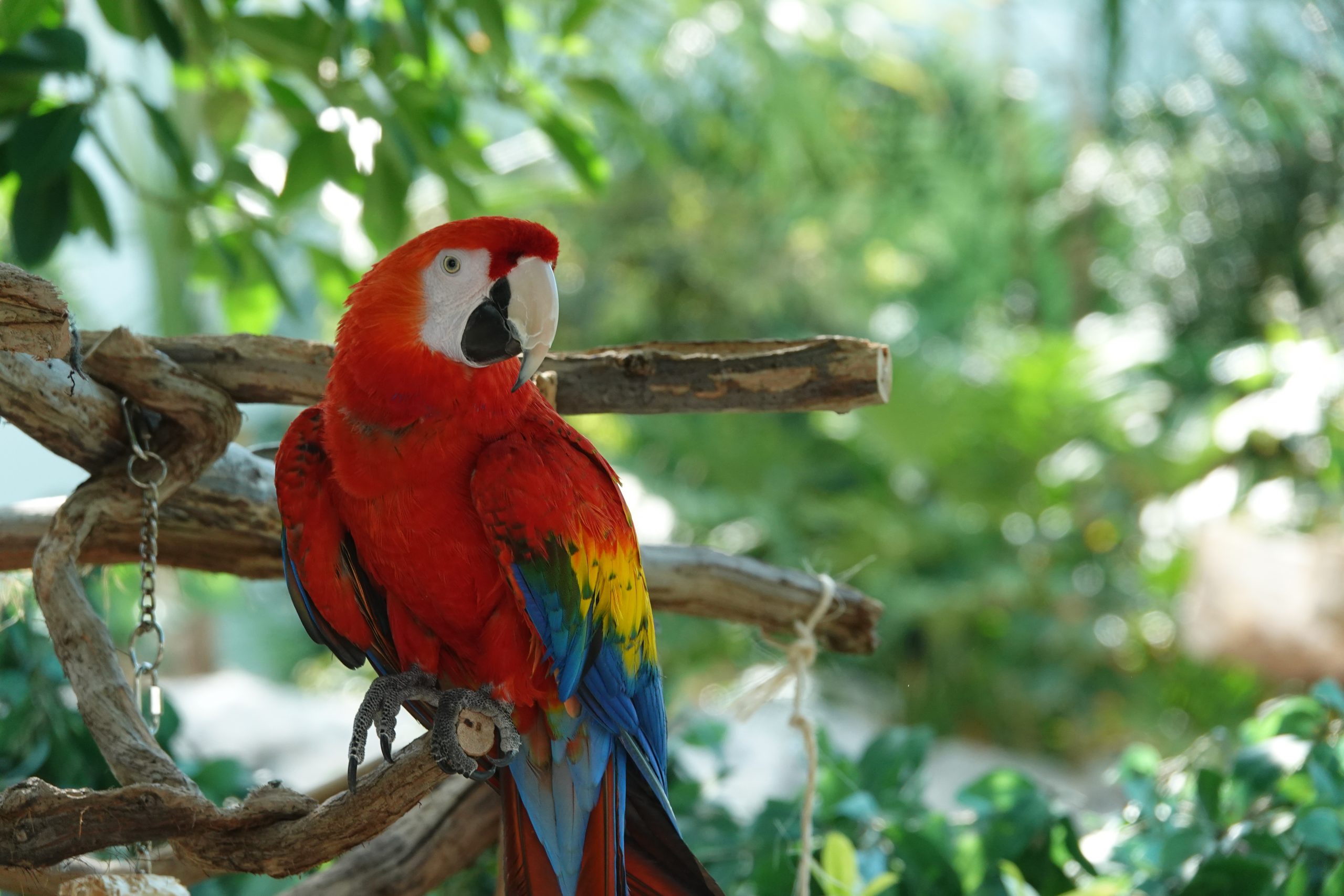 macaw (41) - Texas State Aquarium