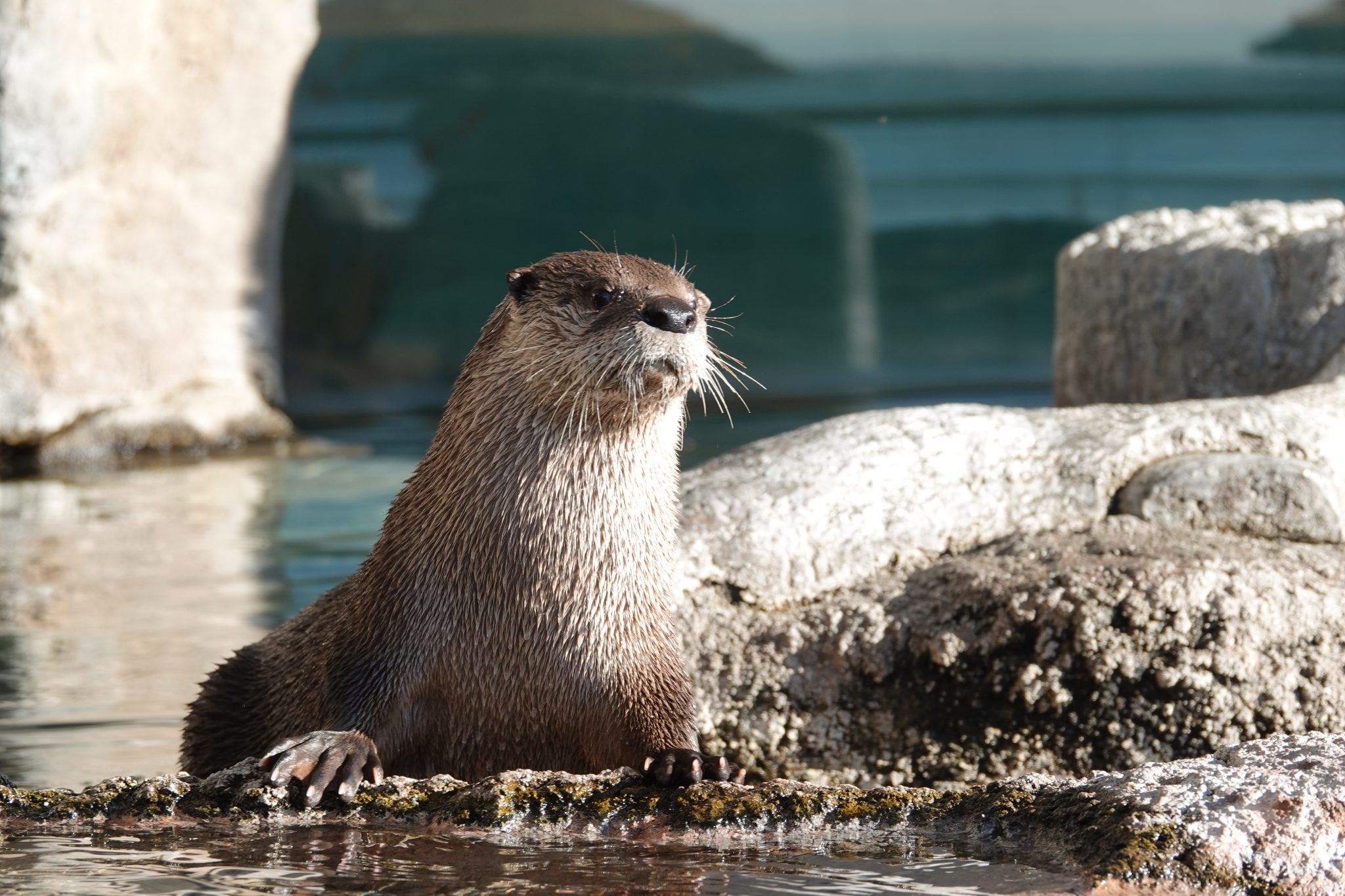 otters (5) - Texas State Aquarium