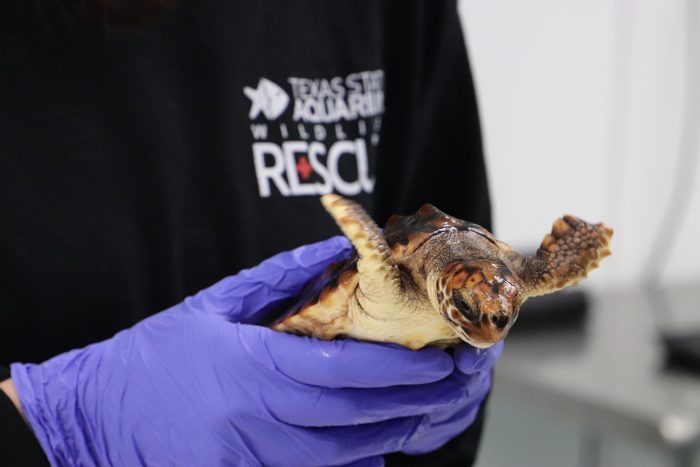 Sea Turtle Rescue 2019 (10) - Texas State Aquarium