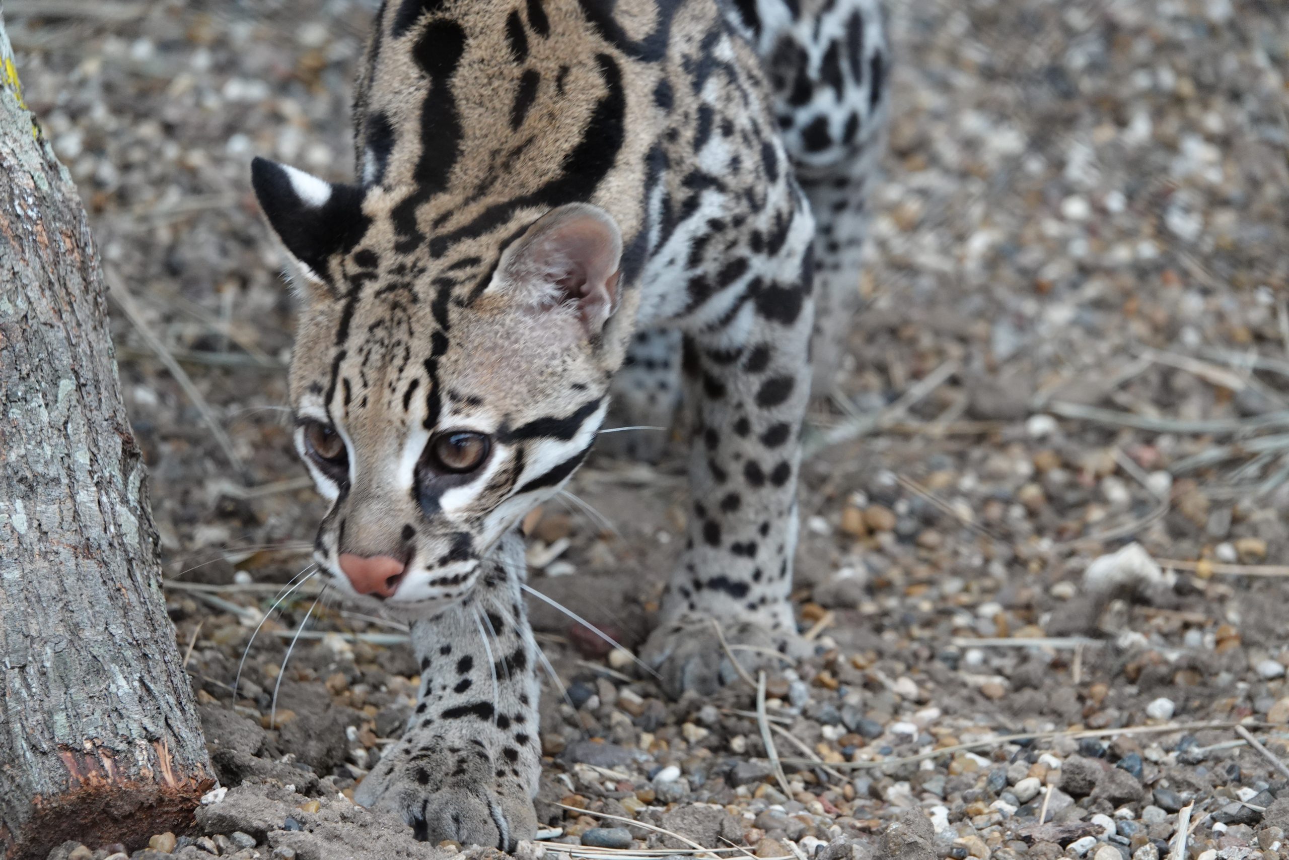 ocelots - leeloo (29) - Texas State Aquarium