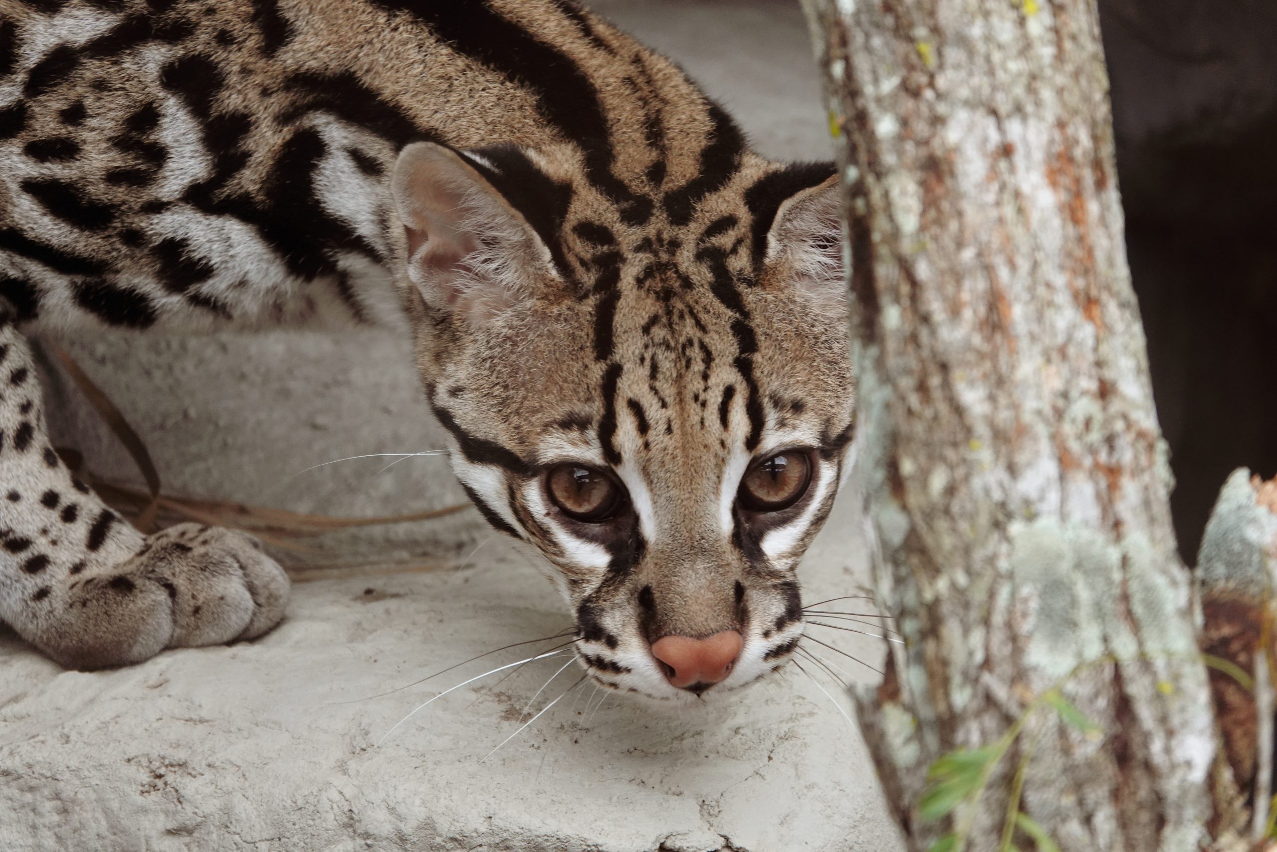 Ocelots at Eagle Pass -3 - Texas State Aquarium