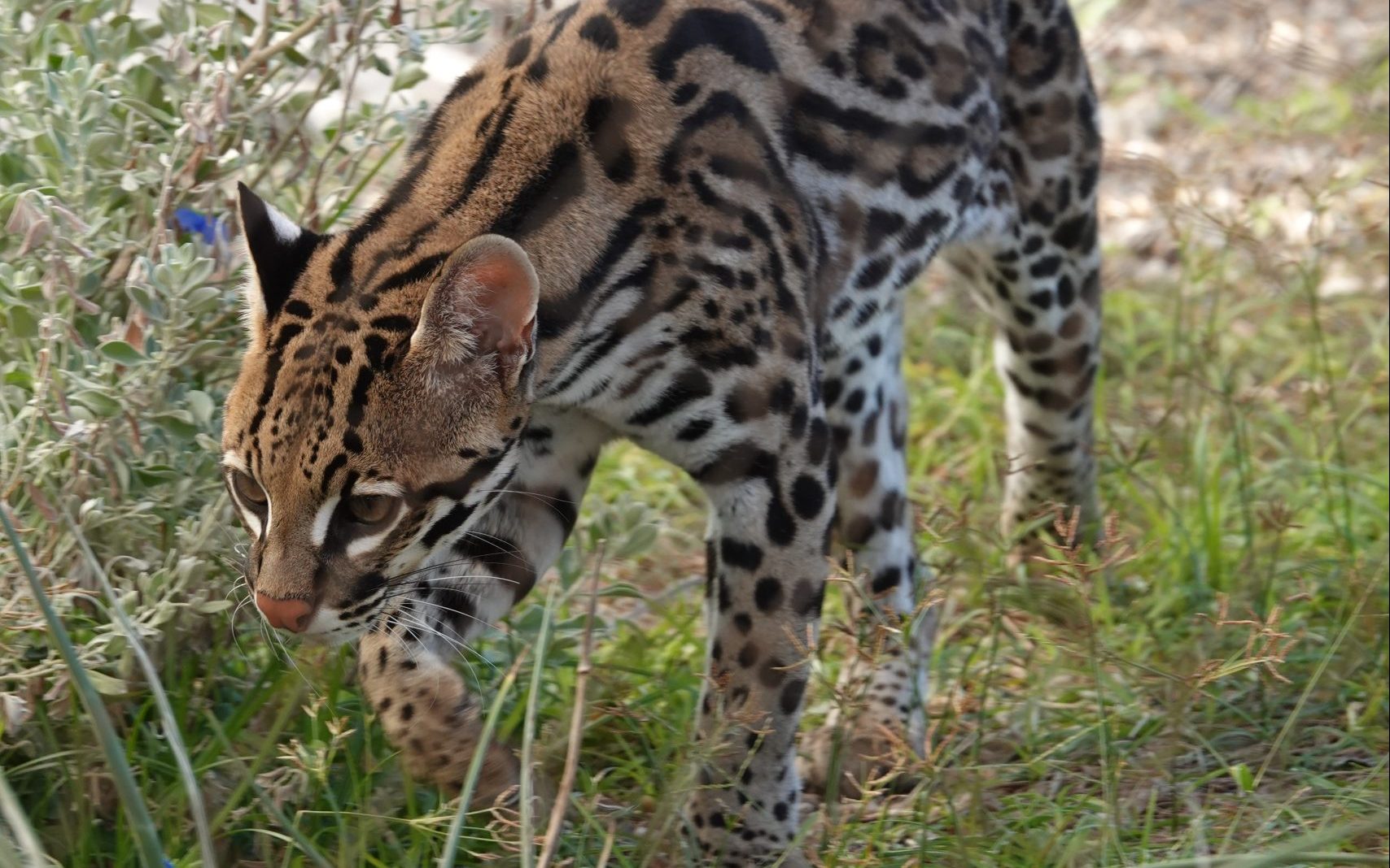 ocelots - milla (35) - Texas State Aquarium