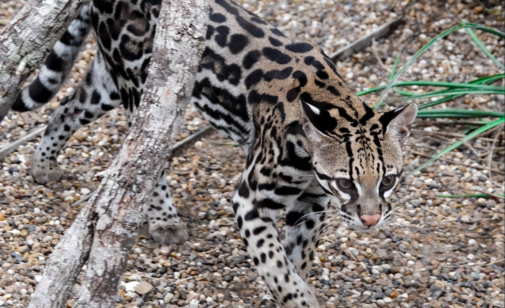 ocelot (3) - Texas State Aquarium
