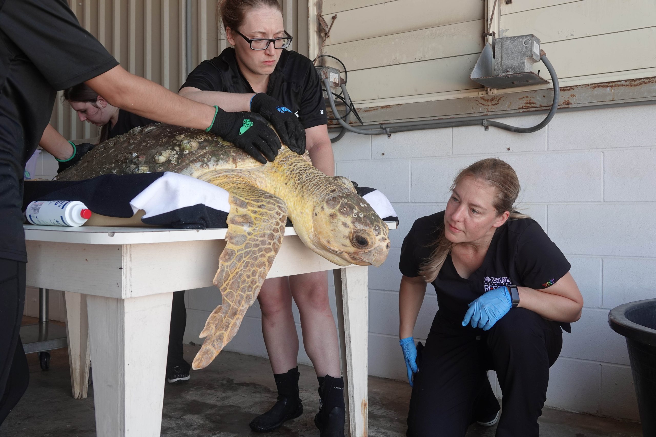 July 2022 Loggerhead Intake (342) - Texas State Aquarium