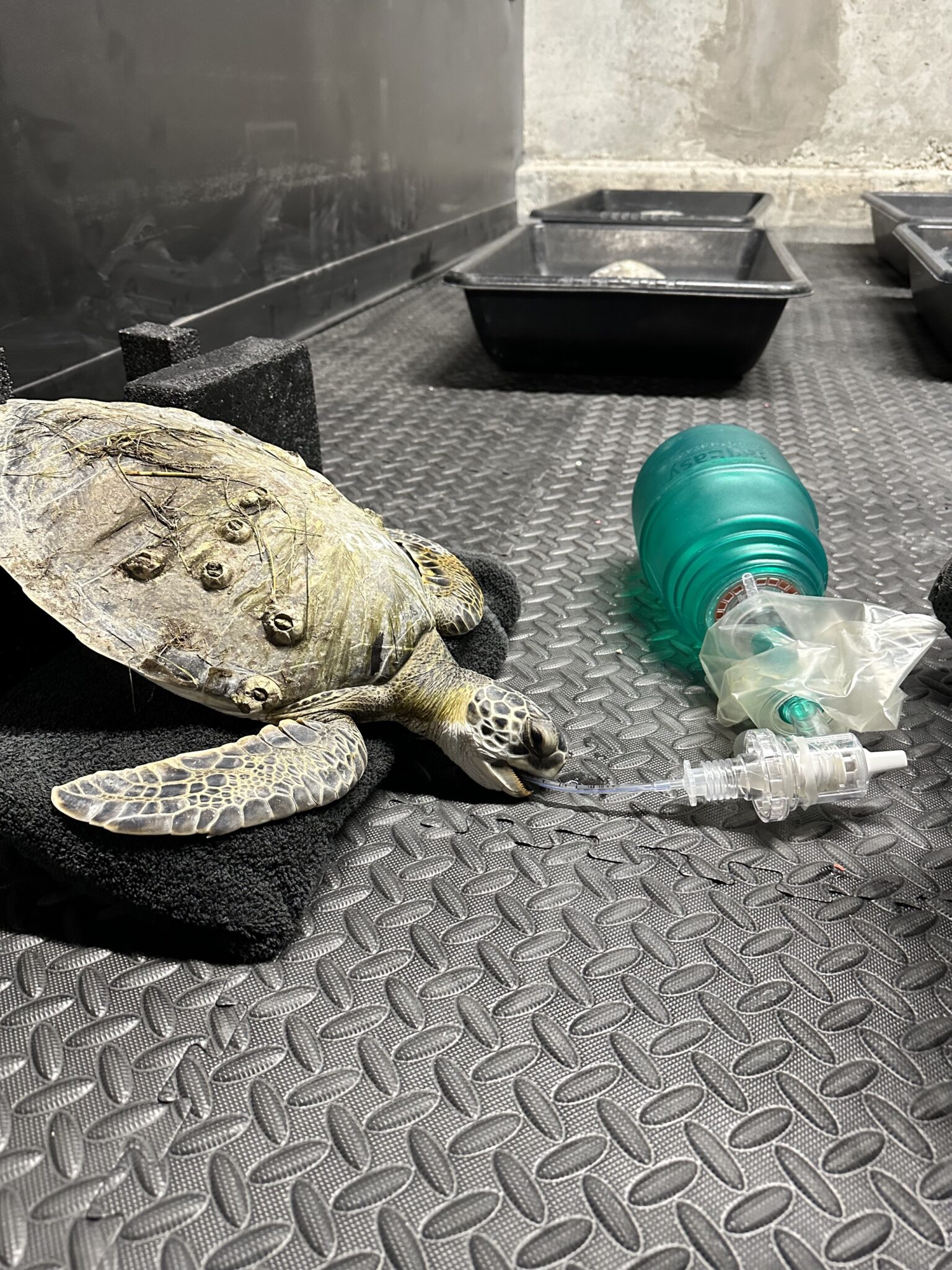 2024 Sea Turtle Rehab - Texas State Aquarium